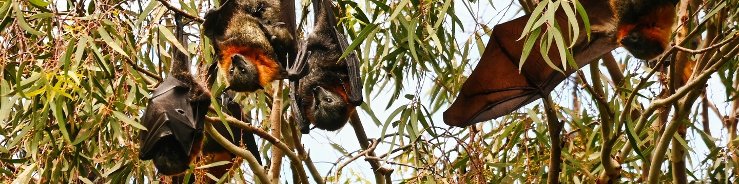 Project: Waratah Reserve Draft Flying-fox Management Plan | Noosa Council