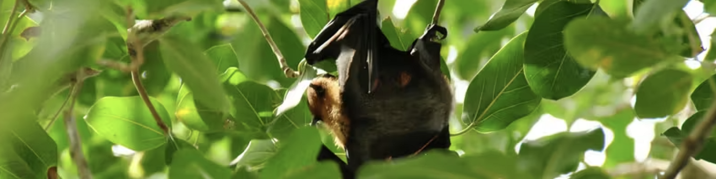 Project: Wallace Park Flying-fox Management Plan | Noosa Council