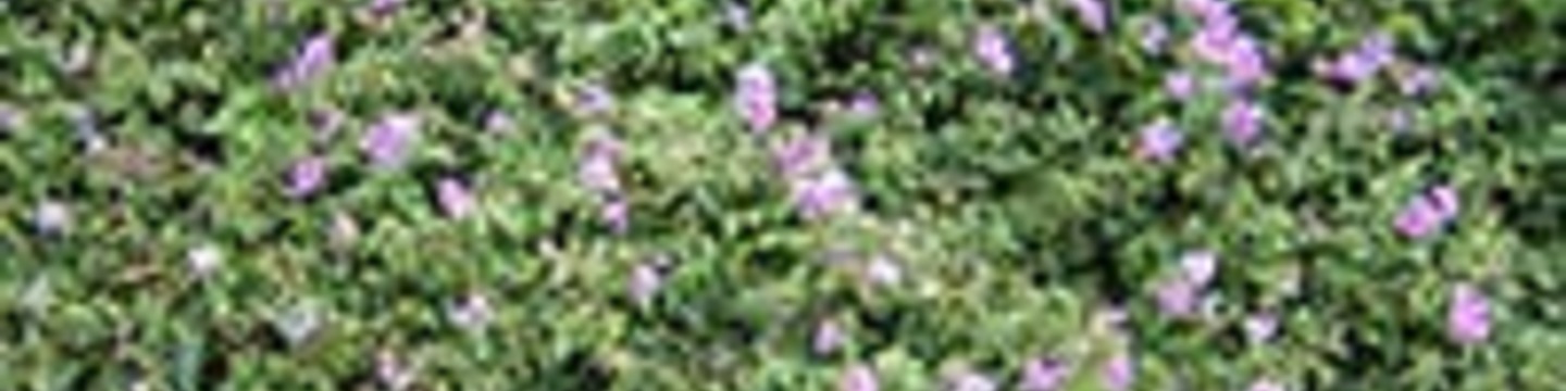 Project: Proposed Pest Management Plan | Noosa Council