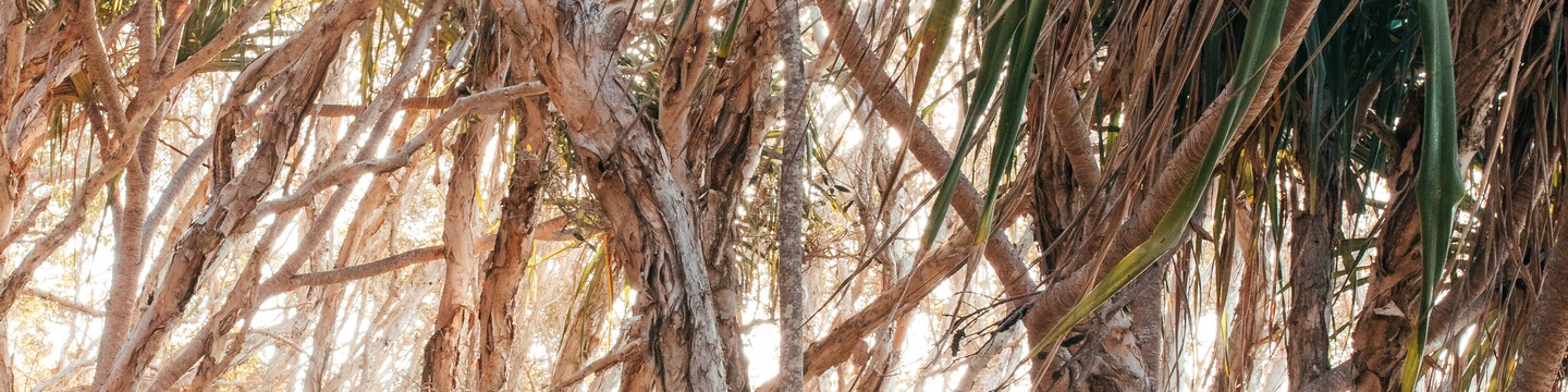 Project: Climate Change Response Plan | Noosa Council